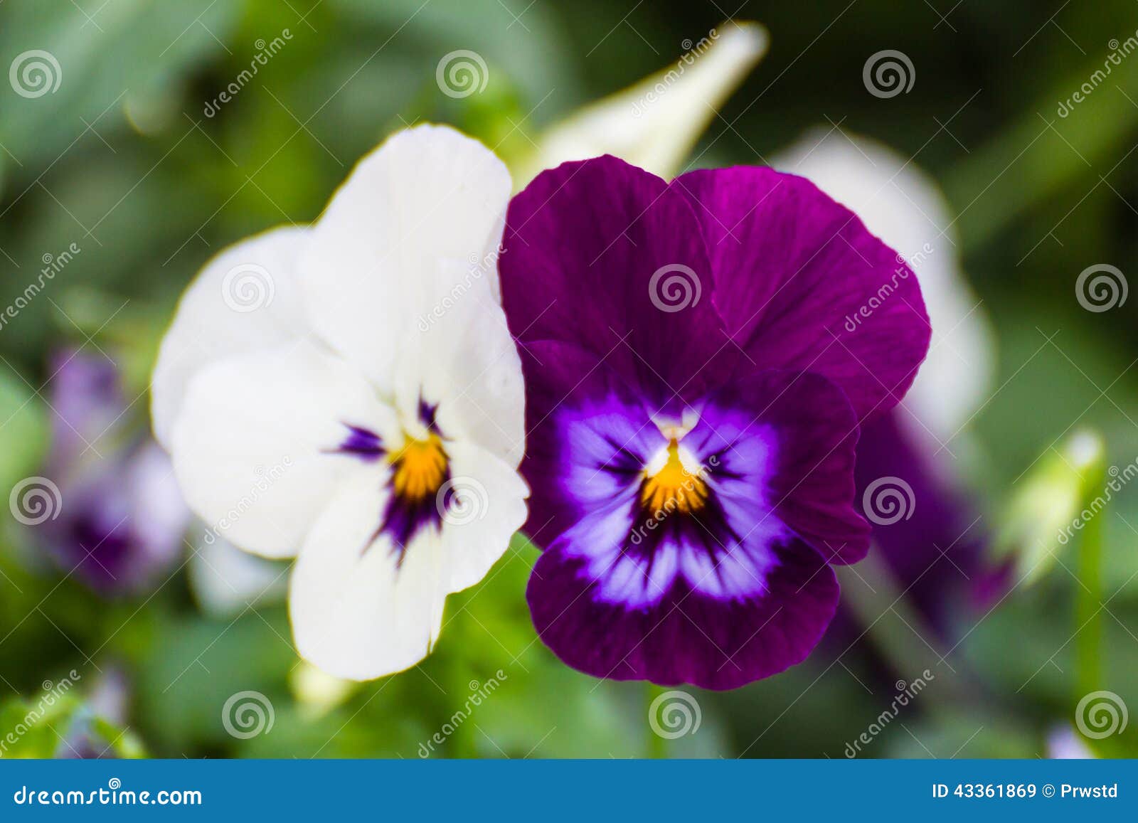 Dandy Pansy Flower stock image. Image of brilliant, little - 43361869