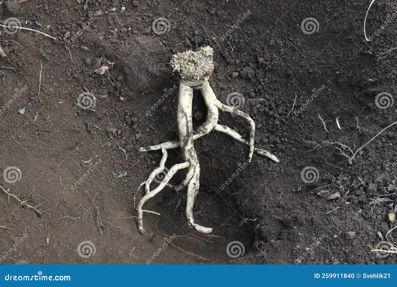 Dang Shen Plant or Poor Man`s Ginseng, Lat. Codonopsis Pilosula Stock ...