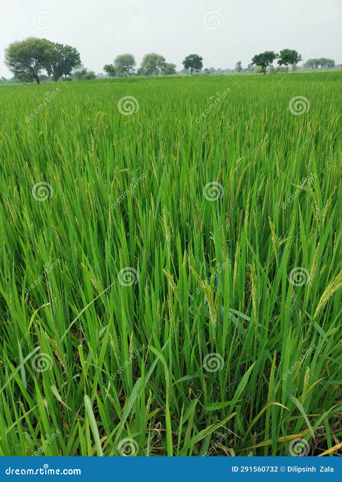 Dangar Images Nature Images Hd Images for Nature Stock Photo - Image of ...