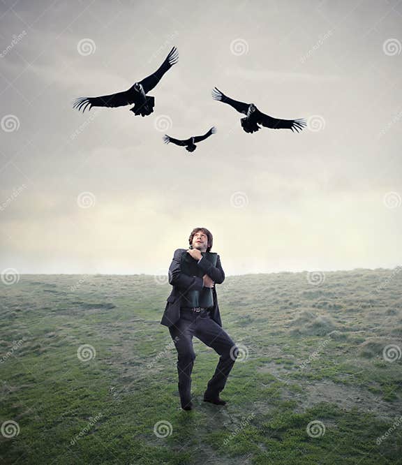 Danger stock image. Image of concept, fear, scary, hawk - 19178295