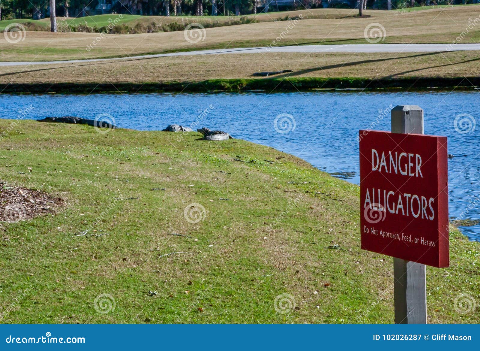 DANGER ALLIGATOR SIGH stock image. Image of golf, outdoors - 102026287