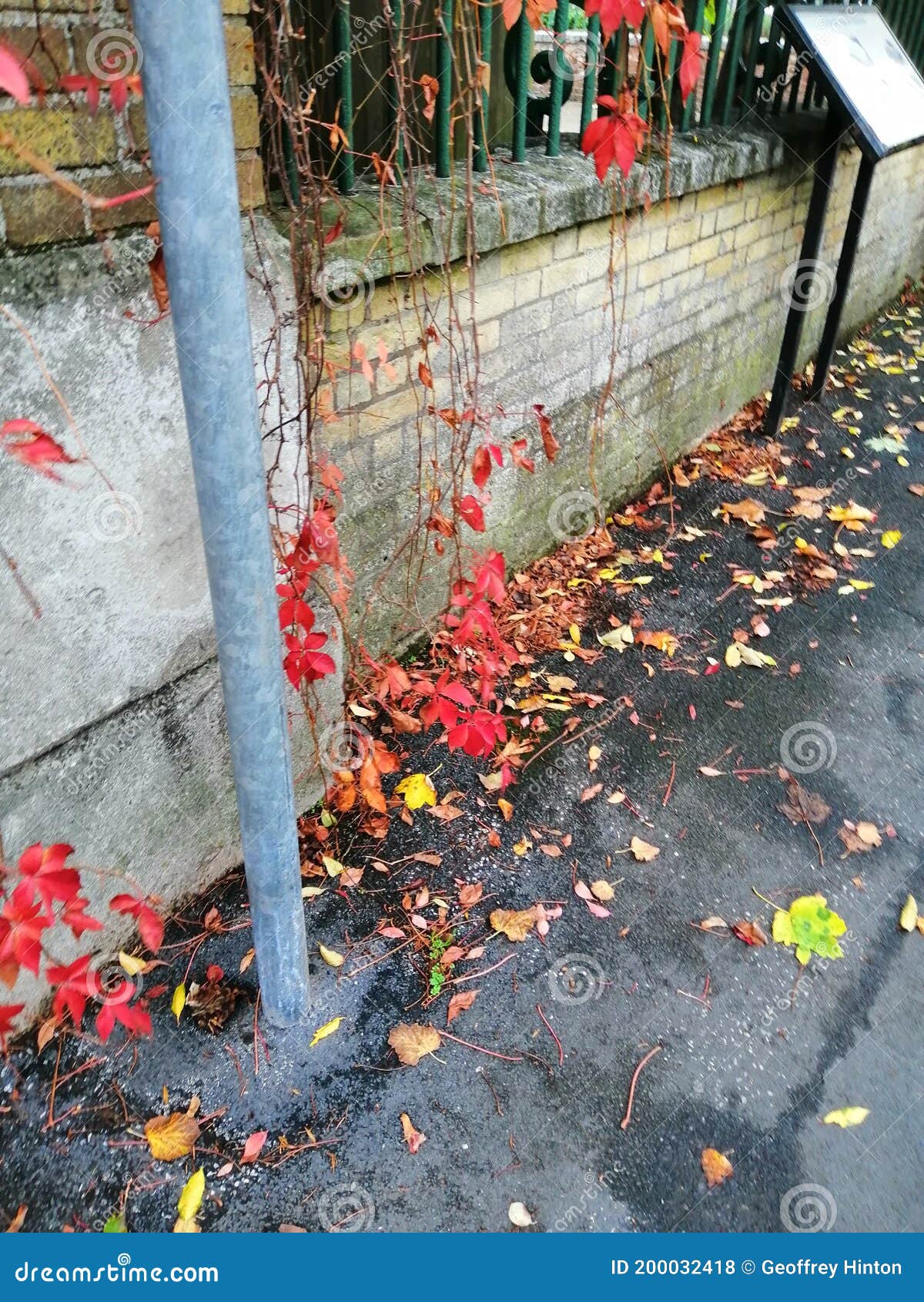 Danger In Autumn. A Woman Slips On A Road On Wet Leaves Stock Photo ...