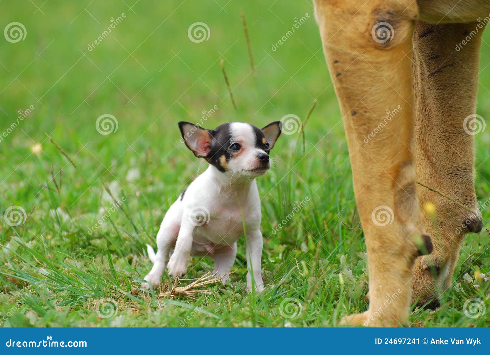 1,204 Big Tiny Dog Stock Photos - Free & Royalty-Free Stock Photos from ...