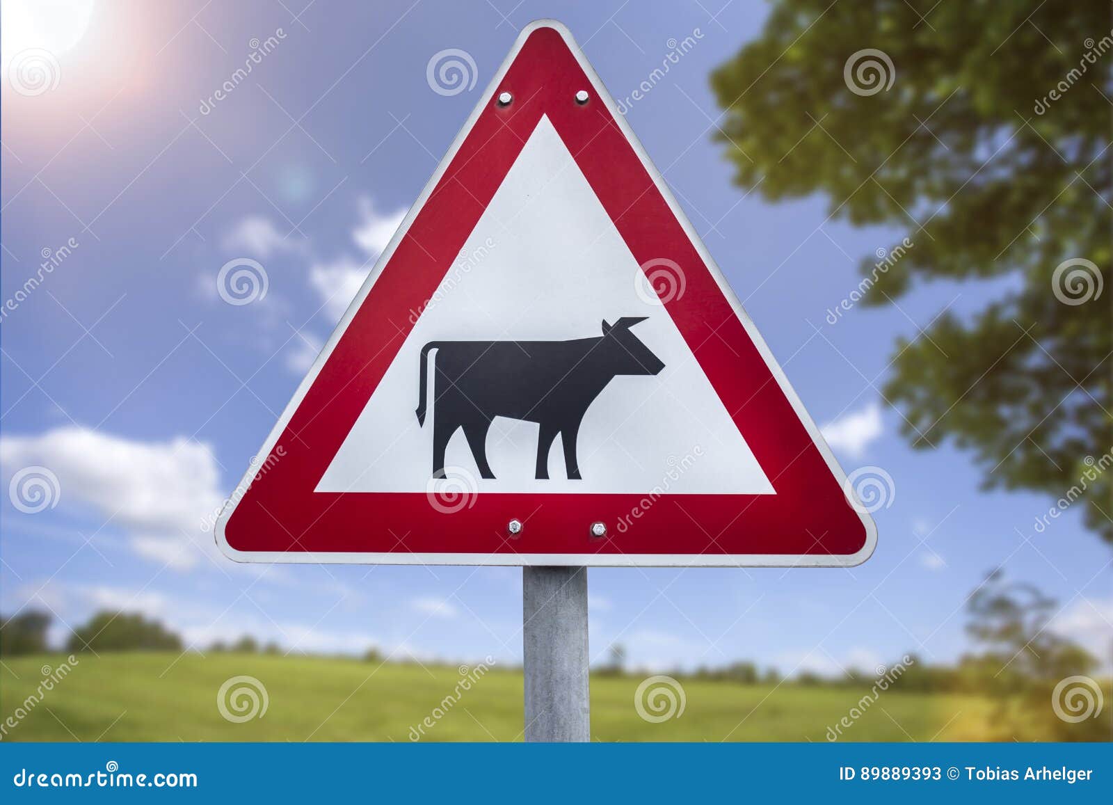A Danger Cow Sign Countryside Stock Image - Image of color, green: 89889393