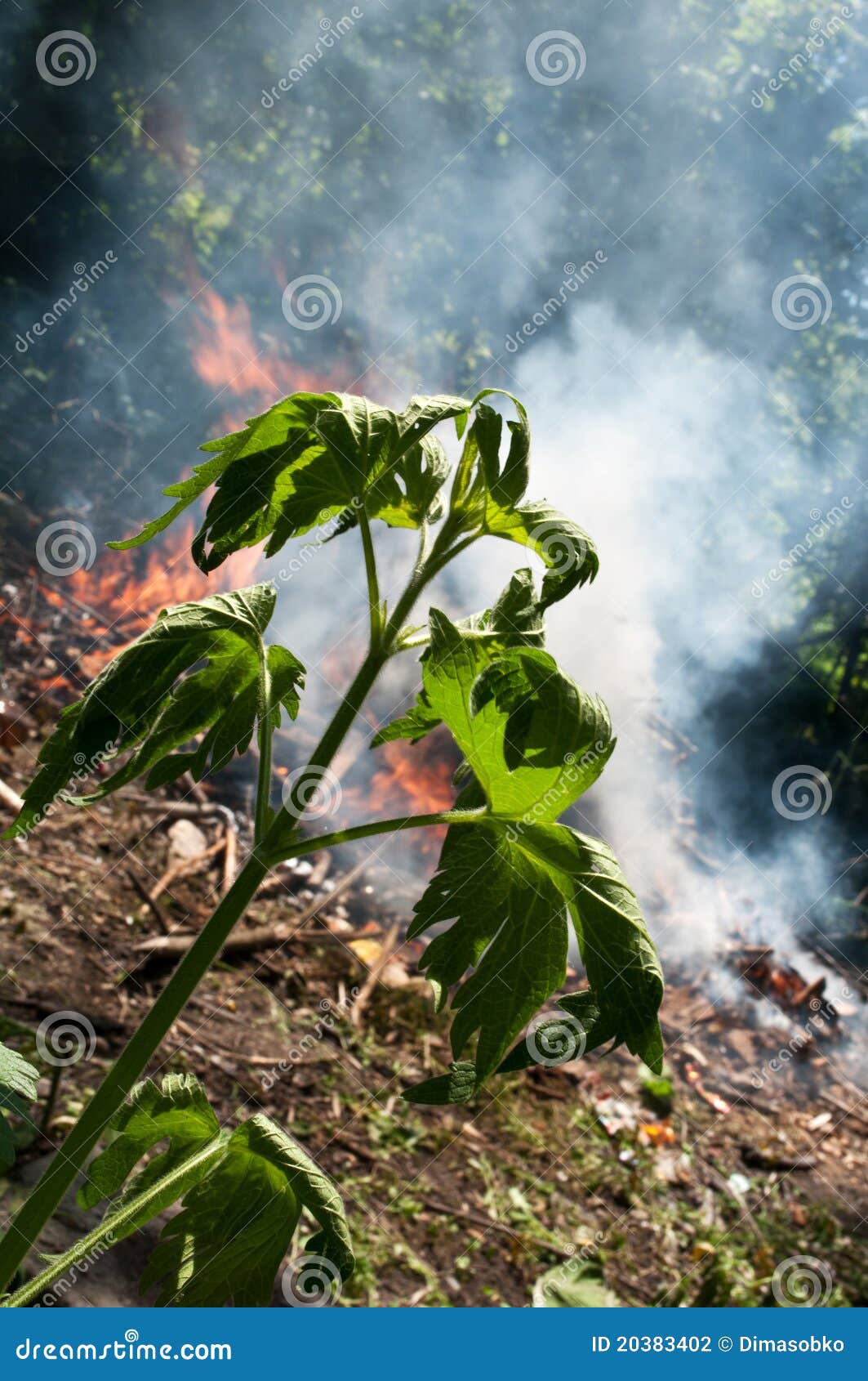 Danger in the environment stock photo. Image of heat - 20383402