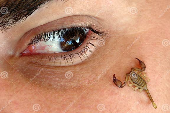 Danger eye stock image. Image of danger, skin, eyebrows - 13886909