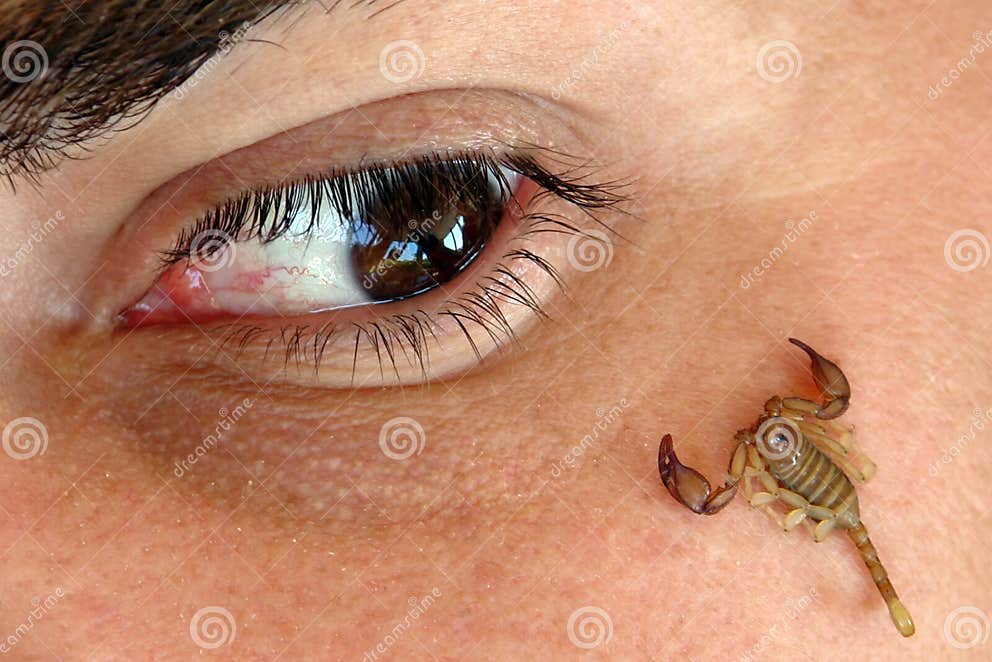Danger eye stock image. Image of danger, skin, eyebrows - 13886909