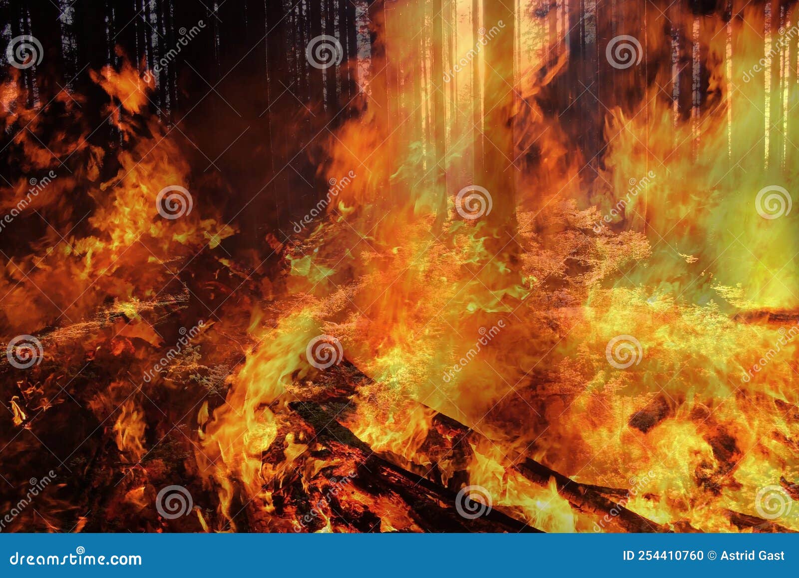 Danger of Forest Fire during Severe Drought Stock Photo - Image of ...