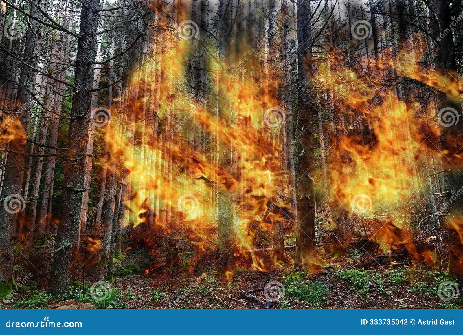 Forest Fires,Grass Fire,Forest Fires And Wind Dry Completely Destroy ...