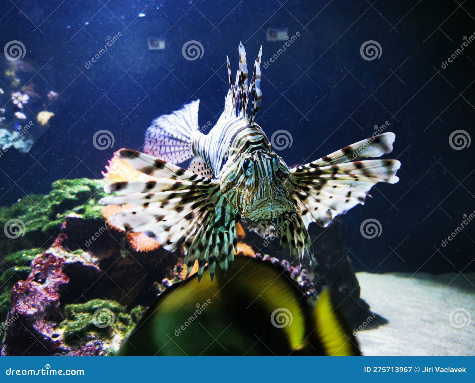 Danger lion fish stock image. Image of lion, aquatic - 275713967
