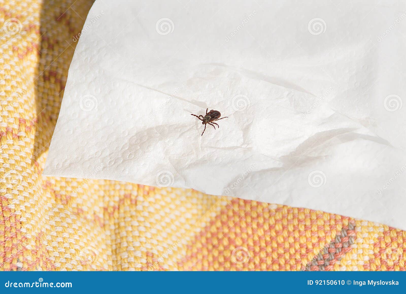 Danger of Mites in the Forest Stock Photo - Image of bite, legs: 92150610