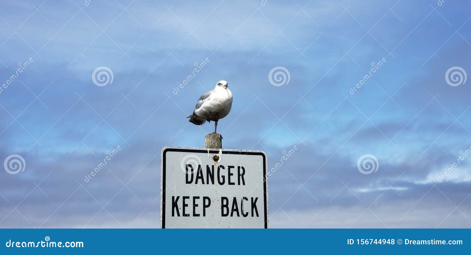 Danger sea gull stock photo. Image of sign, danger, bird - 156744948