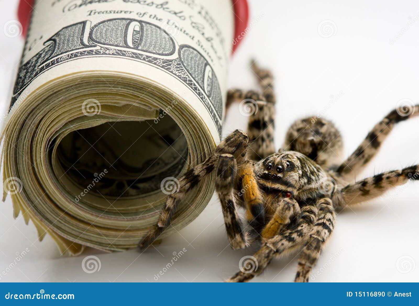 Danger Stand Guard - Poison Spider and Money Roll Stock Photo - Image ...