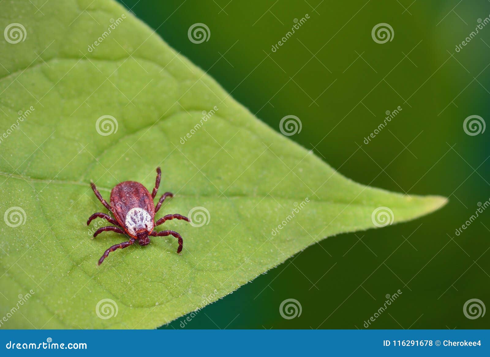 Danger of Tick Bite. Parasite Mite Sitting on a Green Leaf Stock Photo ...
