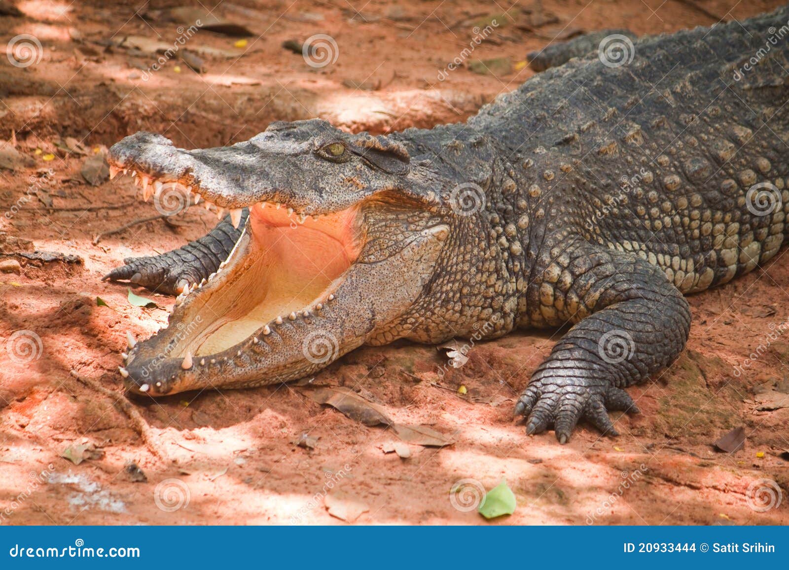 Dangerous alligator stock photo. Image of open, nile - 20933444