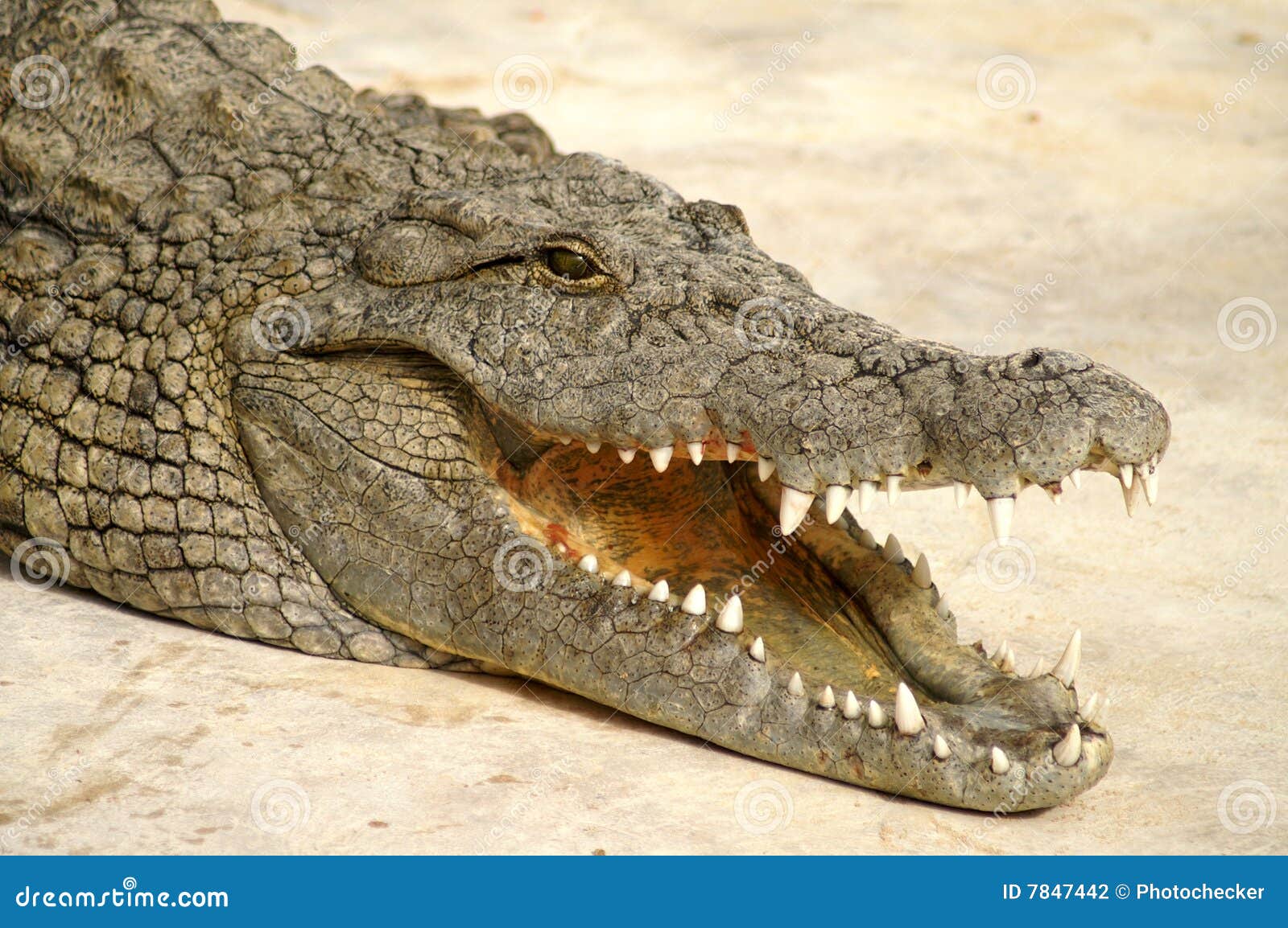 Dangerous alligator stock photo. Image of blood, natural - 7847442