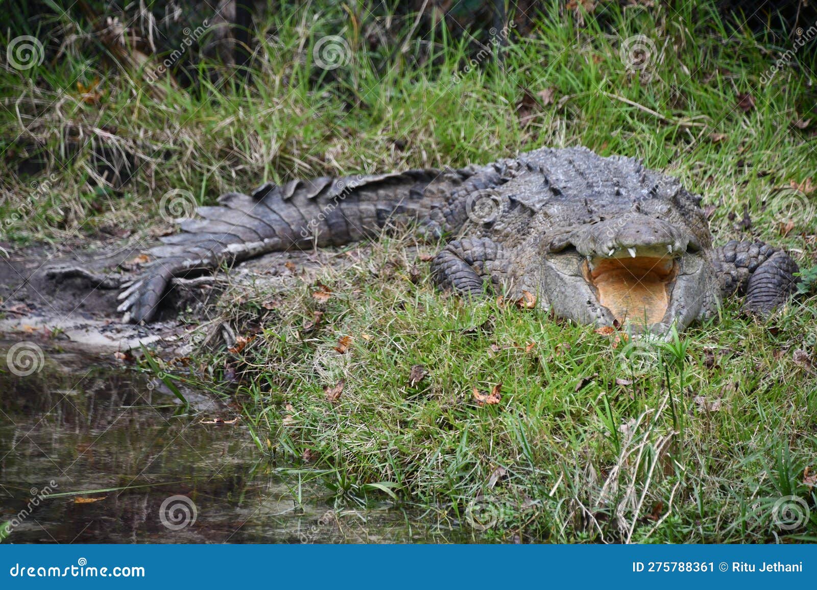 A Dangerous Alligator in Water Stock Image - Image of portrait, natural ...