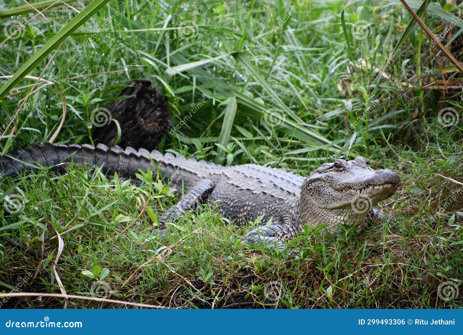 A Dangerous Alligator in Water Stock Photo - Image of portrait, animal ...