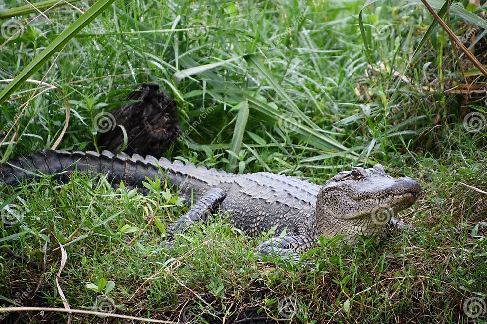 A Dangerous Alligator in Water Stock Photo - Image of portrait, animal ...