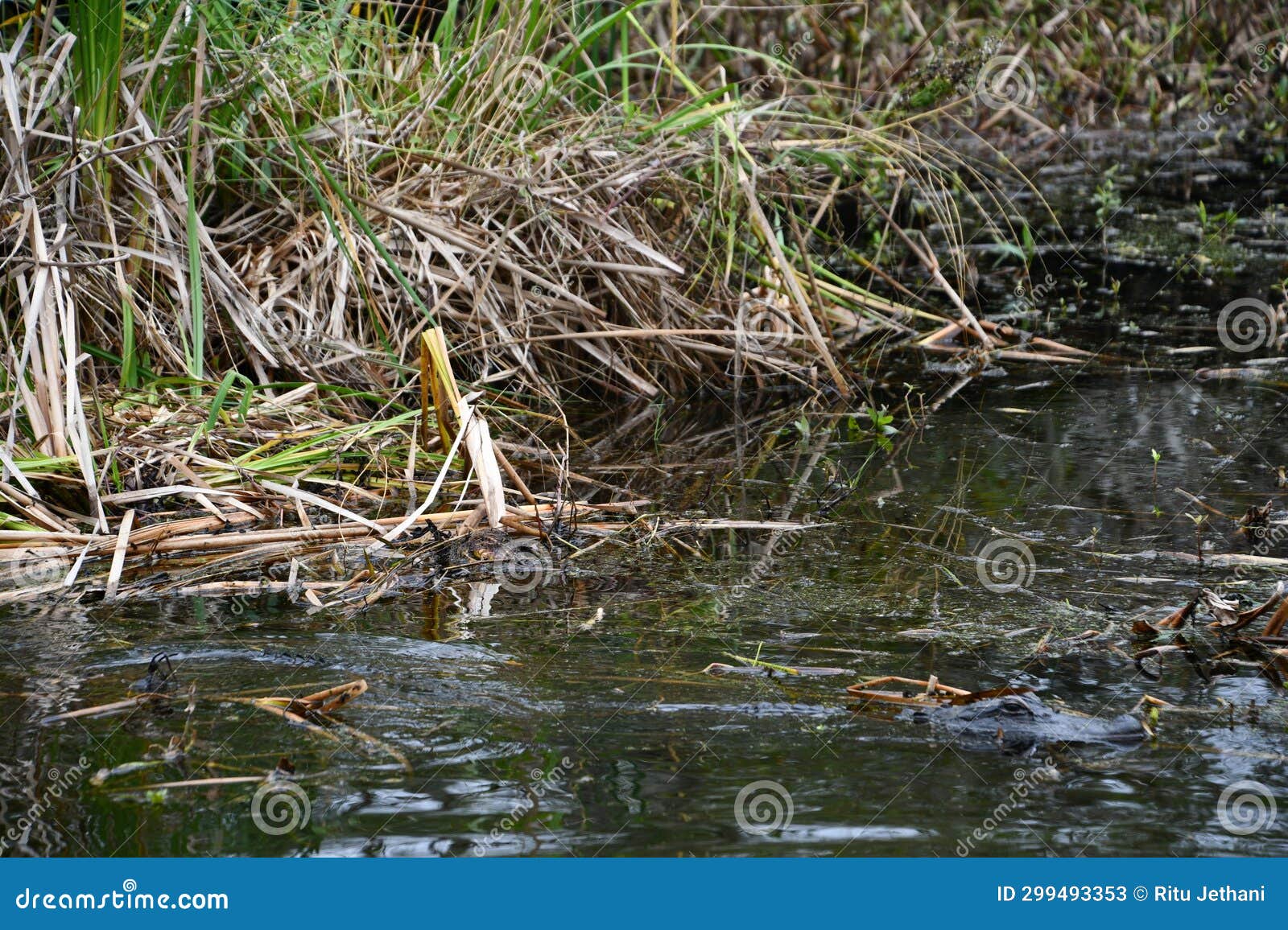 A Dangerous Alligator in Water Stock Image - Image of danger, gator ...