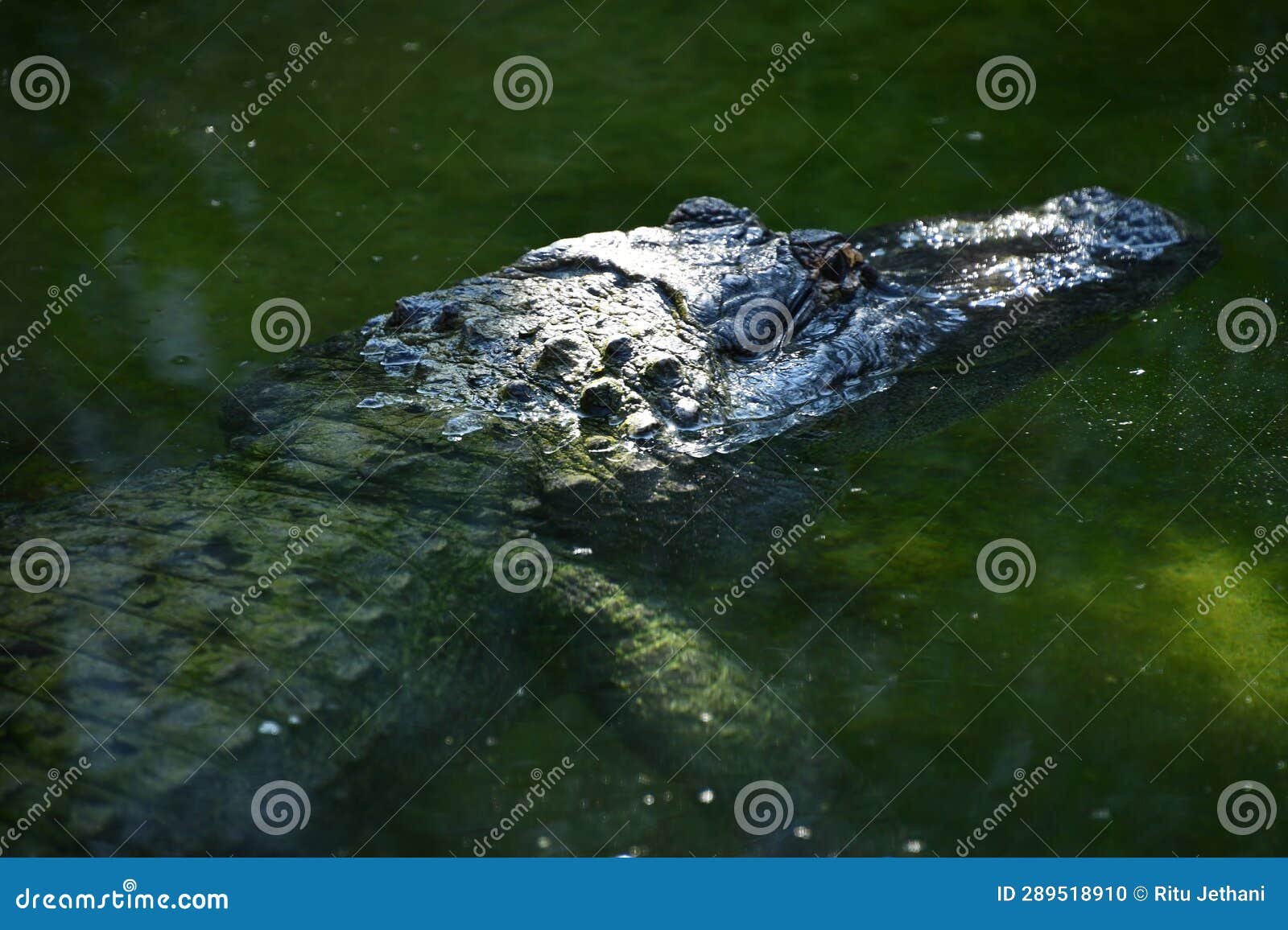 A Dangerous Alligator in Water Stock Photo - Image of alligator, head ...
