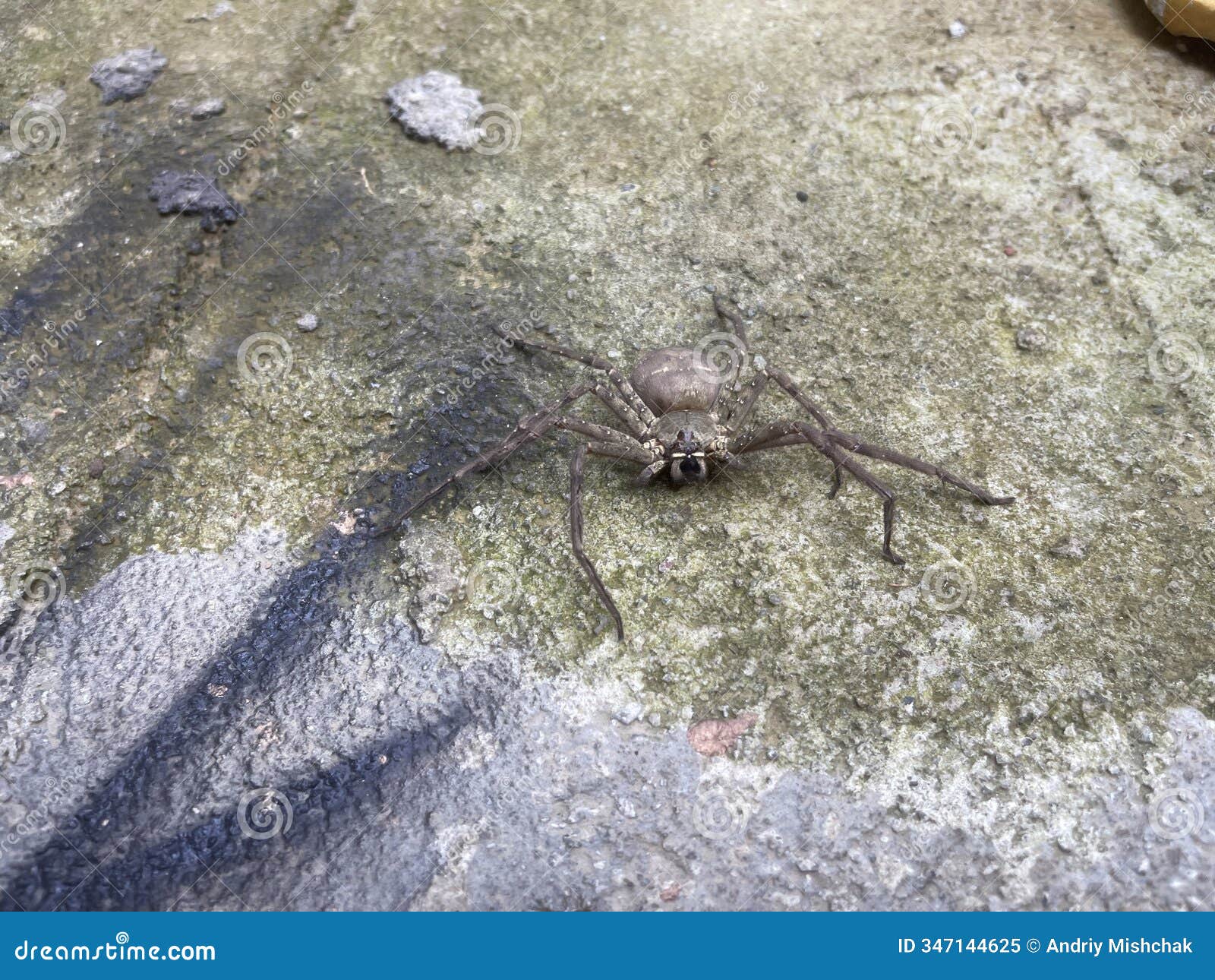 Dangerous Asian Spider with Big Teeth Stock Image - Image of japanese ...