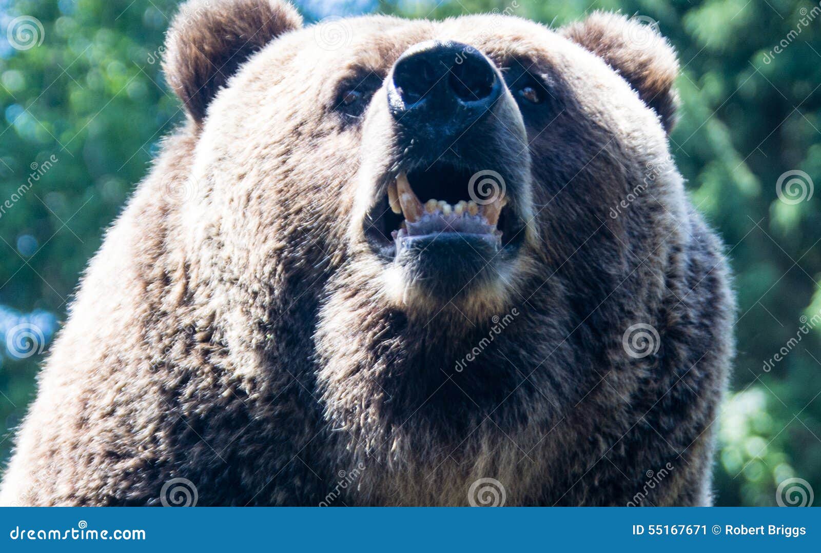 Dangerous Bear stock image. Image of habitat, curious - 55167671