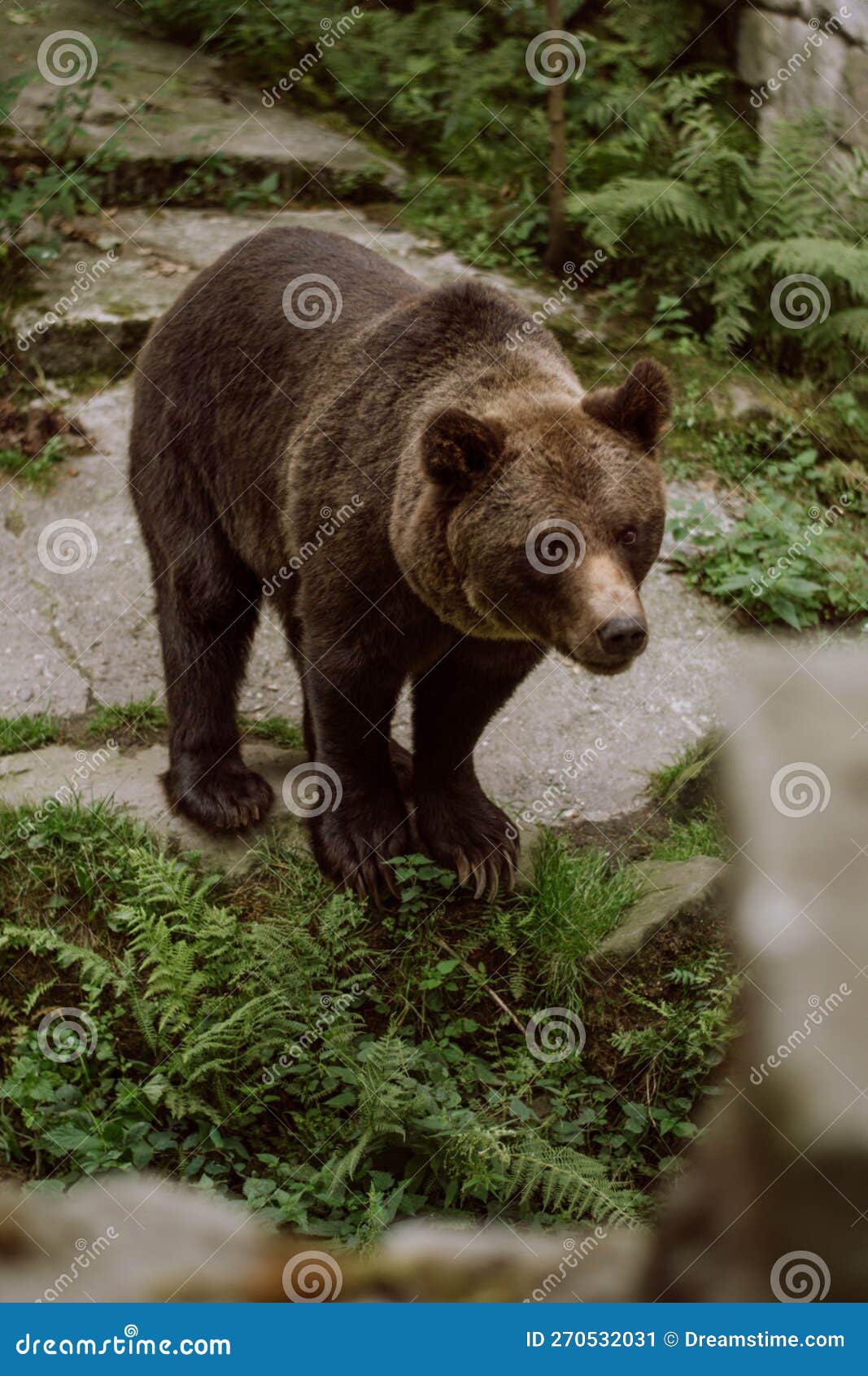 Dangerous bear at the zoo stock image. Image of nature - 270532031