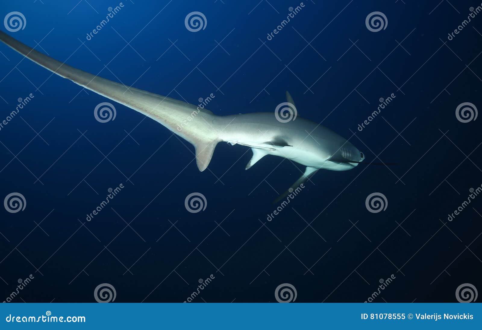 Dangerous Big Shark Red Sea Stock Image - Image of animals, scuba: 81078555
