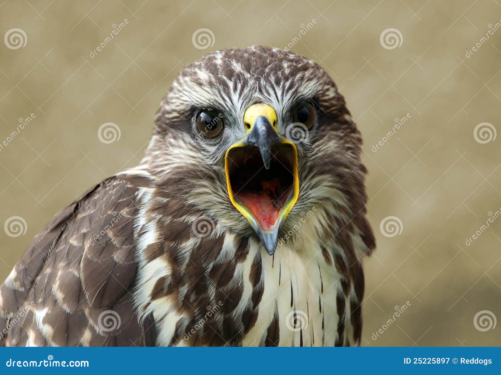 Screaming bird stock image. Image of eagle, hunting, beak - 25225897