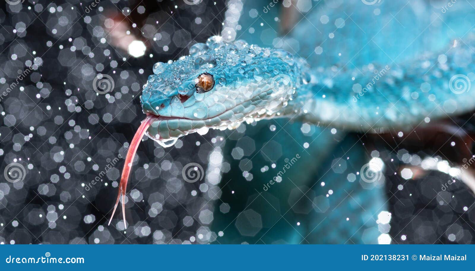 Dangerous Blue Viper Snake in the Rain Stock Image - Image of ...