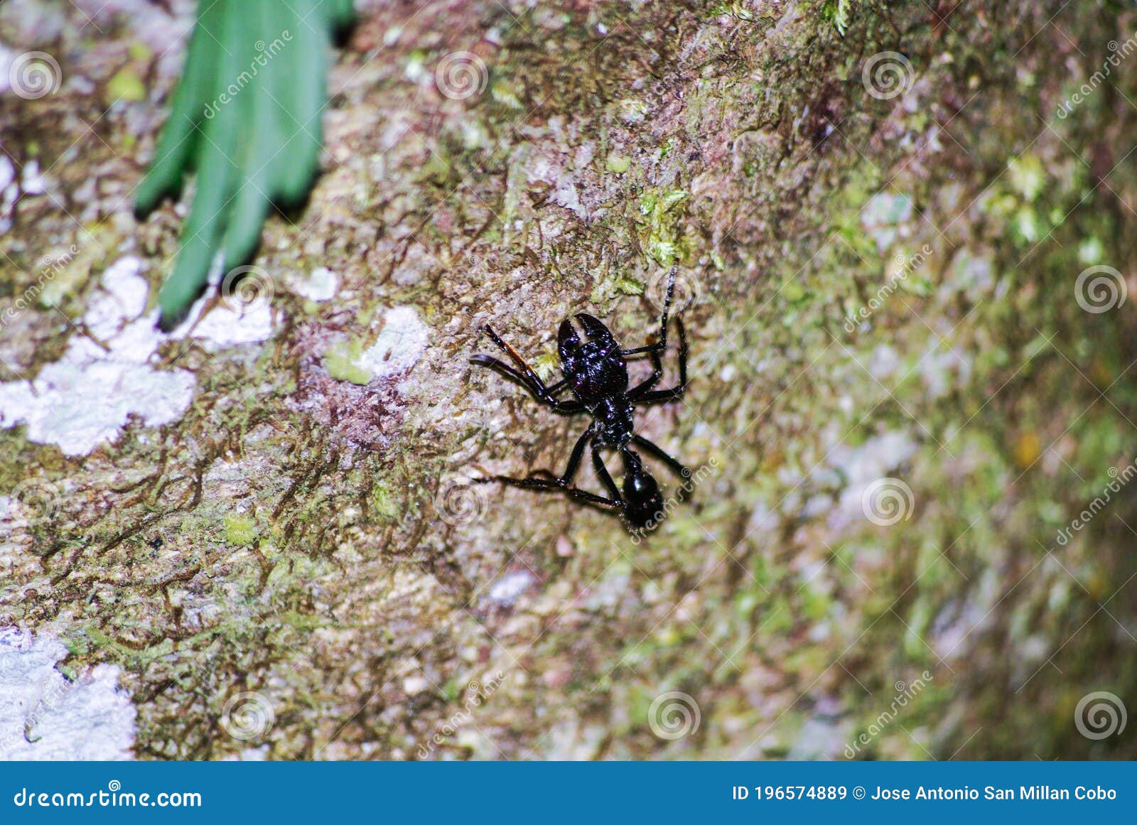 Dangerous Bullet Ant in the Amazon Rainforest of Peru. Manu National ...