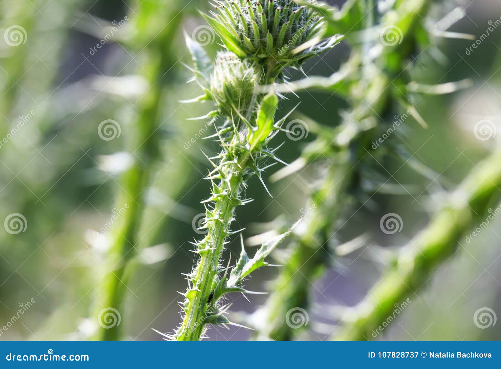 Dangerous Bush of Thorns of a Thistle with Sharp and Long Stock Image ...