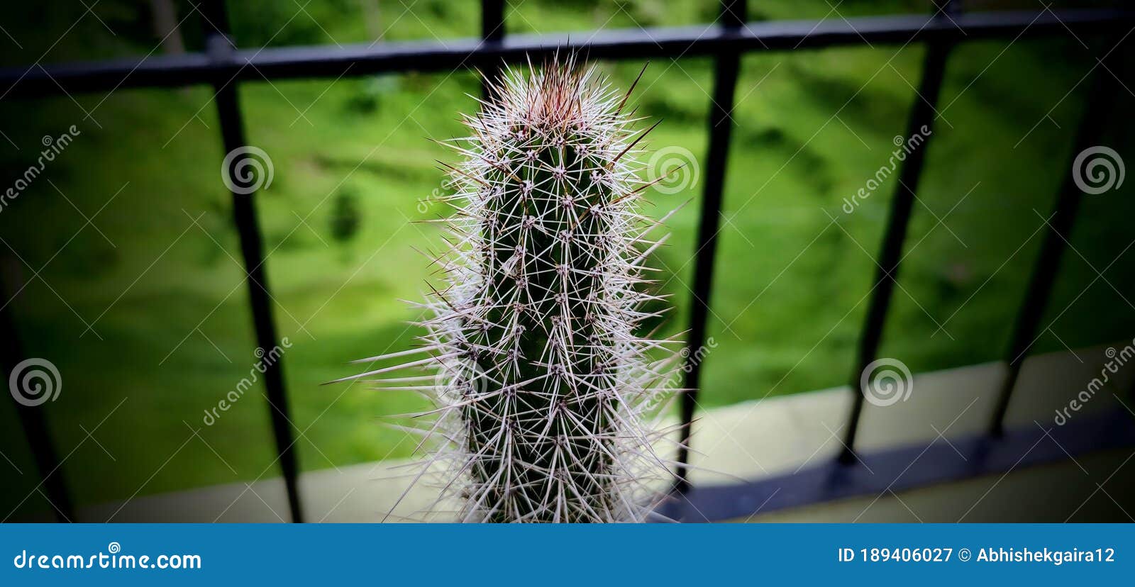 Dangerous cactus in day stock image. Image of dark, dangerous - 189406027