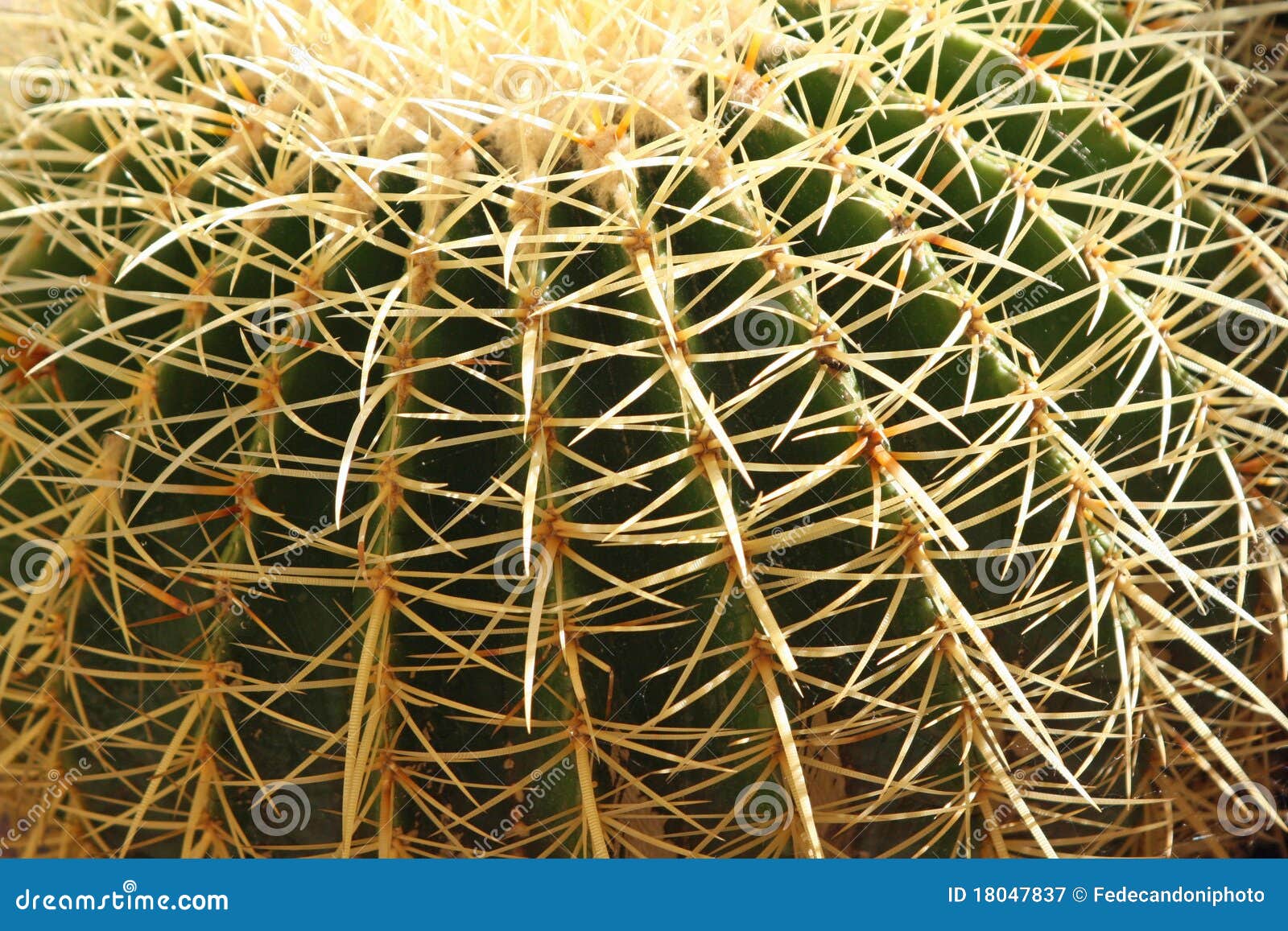Dangerous Cactus with Spines Very Dense Stock Image - Image of cactus ...