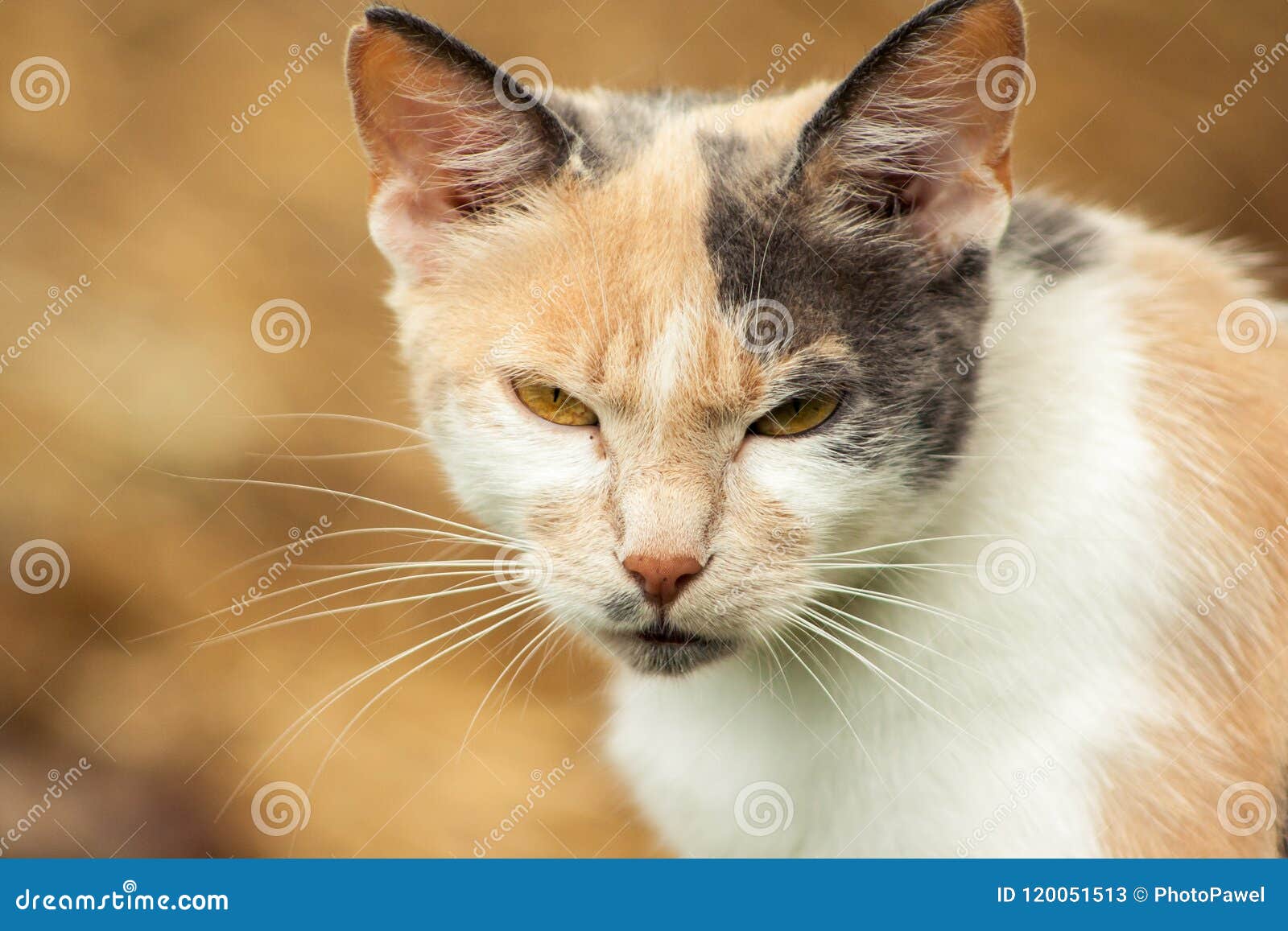 Dangerous Cat with a Bad Face Stock Image - Image of furious ...