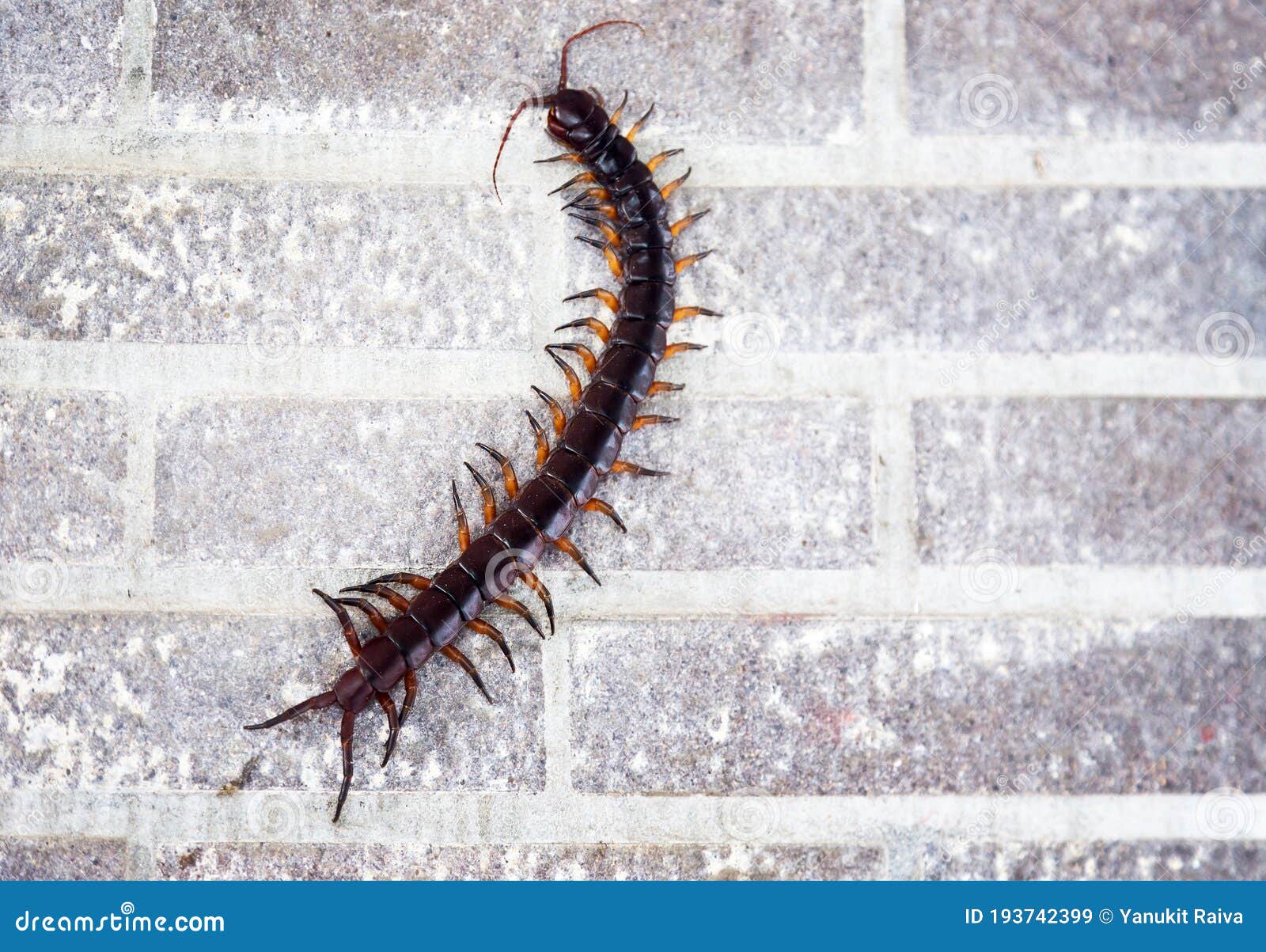 Dangerous Centipede Walking on Cement Stock Image - Image of poisonous ...