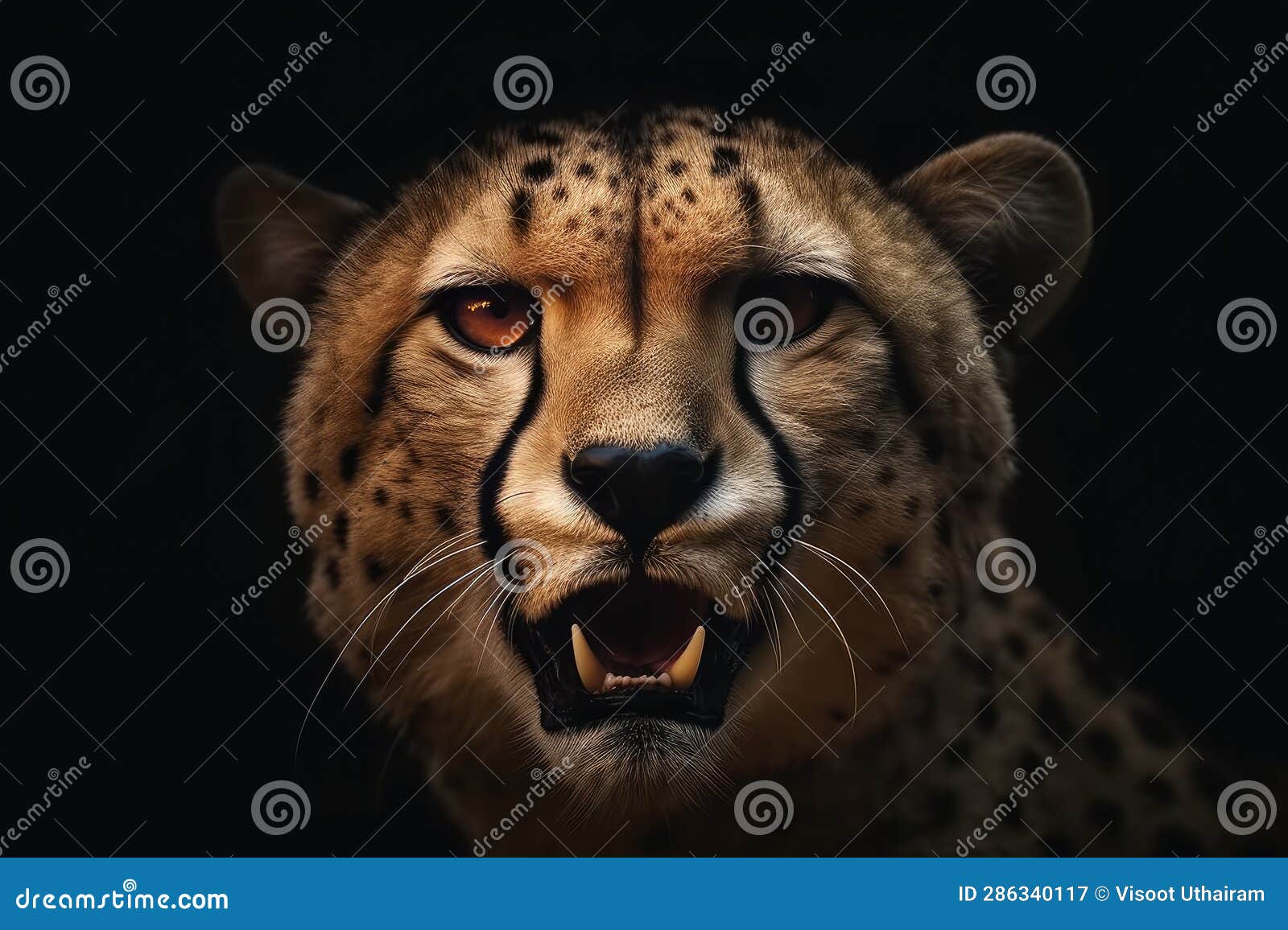 Dangerous Cheetah with Shadow in Darkness Stock Illustration ...