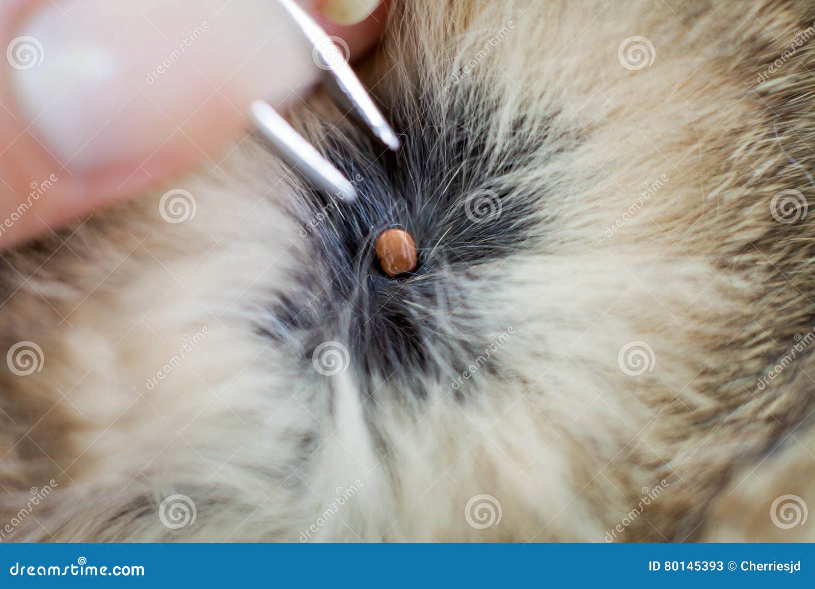 Dangerous chigoe bite stock image. Image of pain, closeup - 80145393
