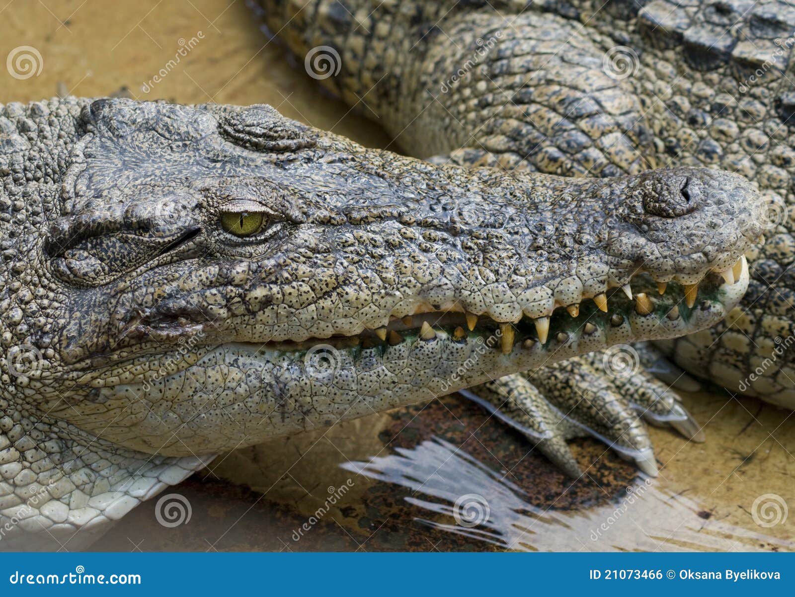 Dangerous crocodile stock photo. Image of aggressive - 21073466