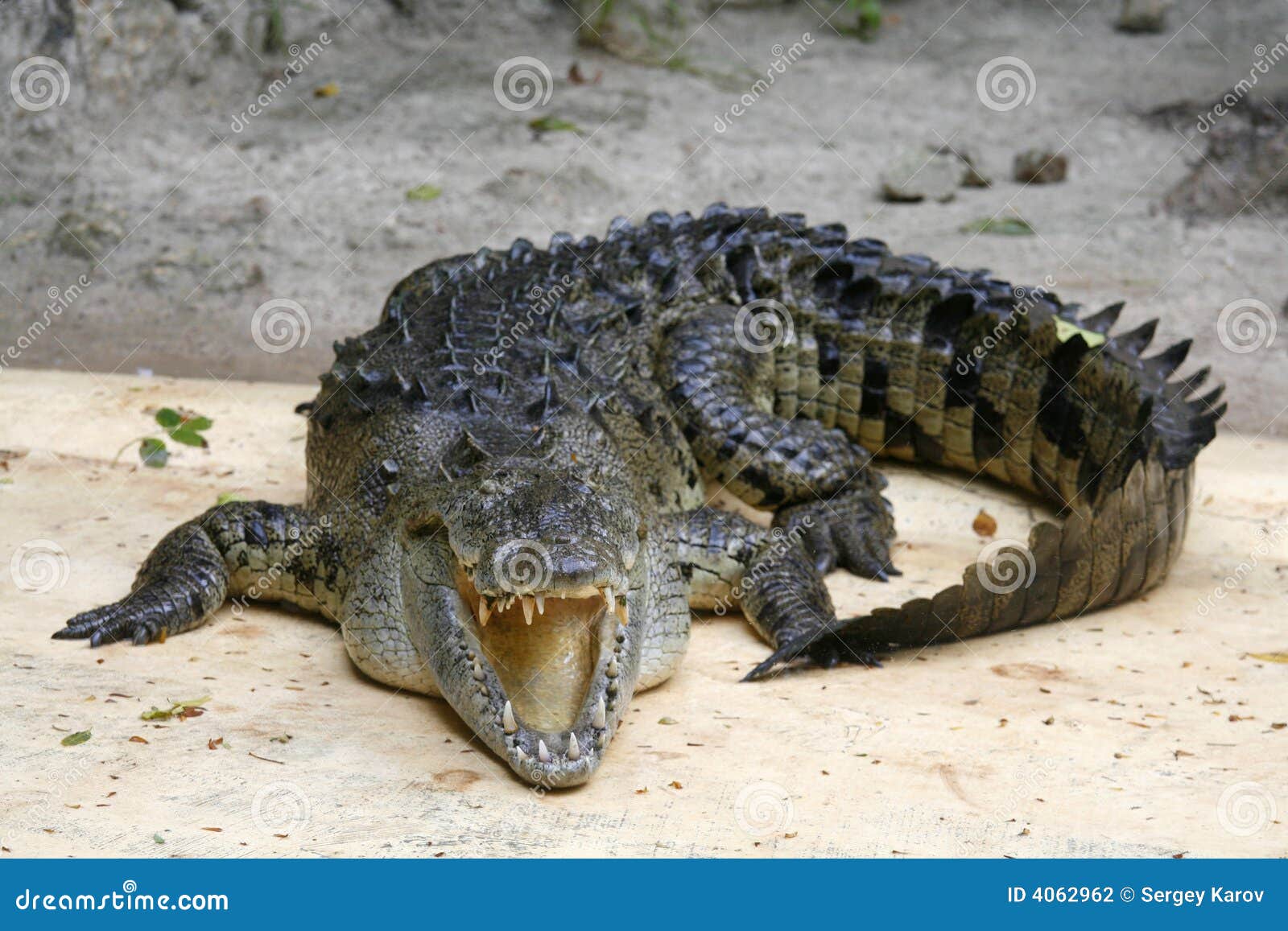 Dangerous crocodile stock photo. Image of anxiety, scary - 4062962