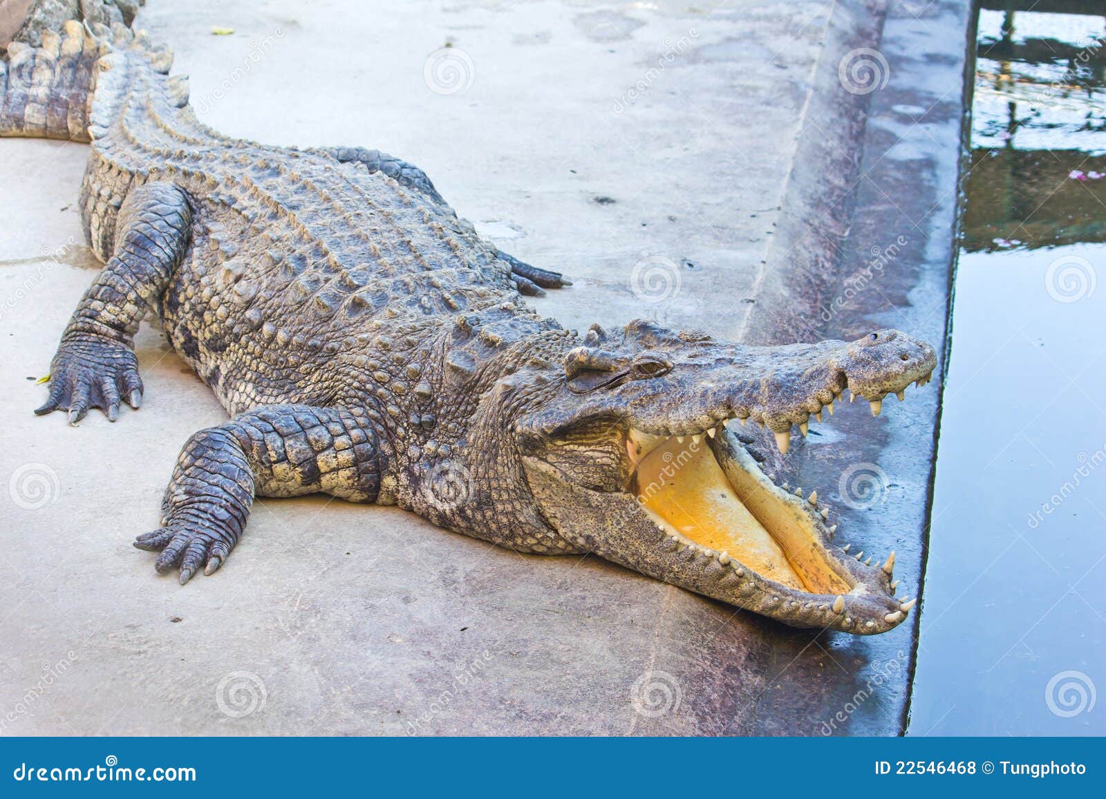 Dangerous Crocodile Open Mouth Stock Photo - Image of hide, carnivore ...