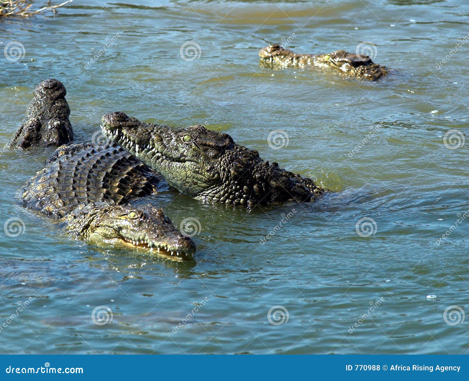 Dangerous crocs stock photo. Image of gator, competitive - 770988