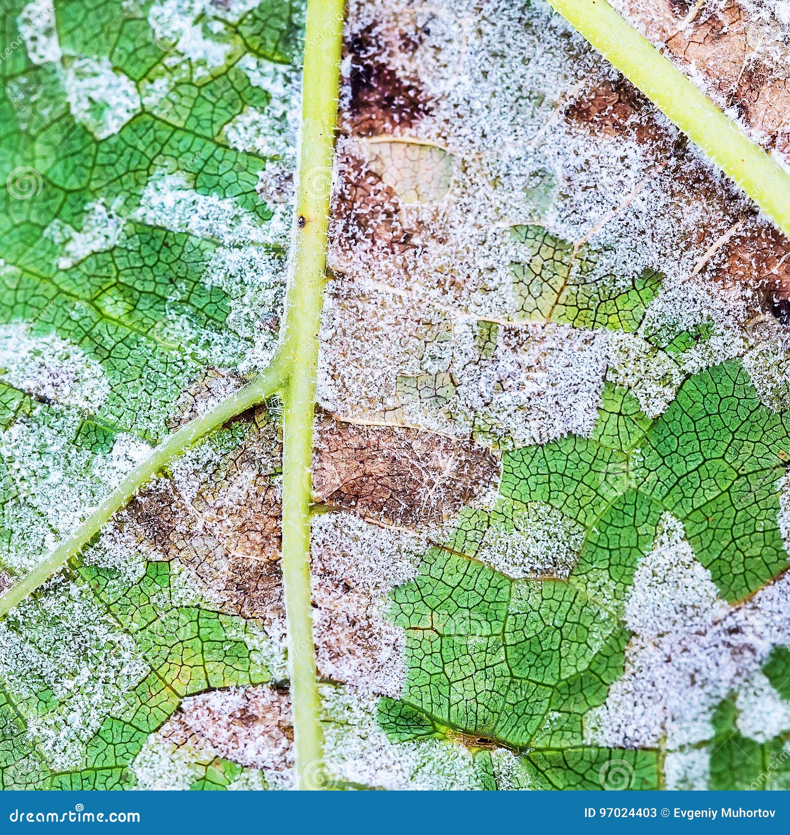 Heterokonta Stock Photos - Free & Royalty-Free Stock Photos from Dreamstime