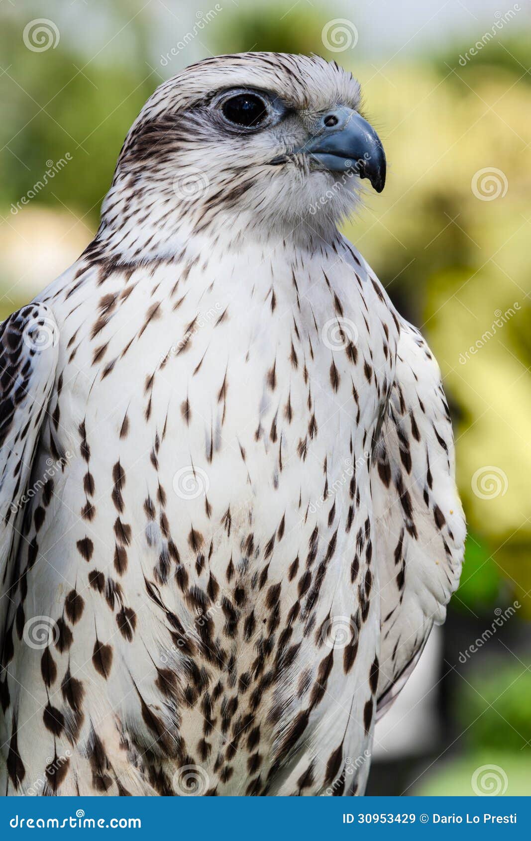 Dangerous falcon stock image. Image of avian, majestic - 30953429