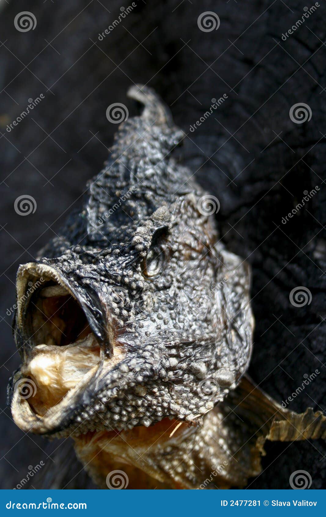 Dangerous fish stock image. Image of decline, perish, dangerous - 2477281