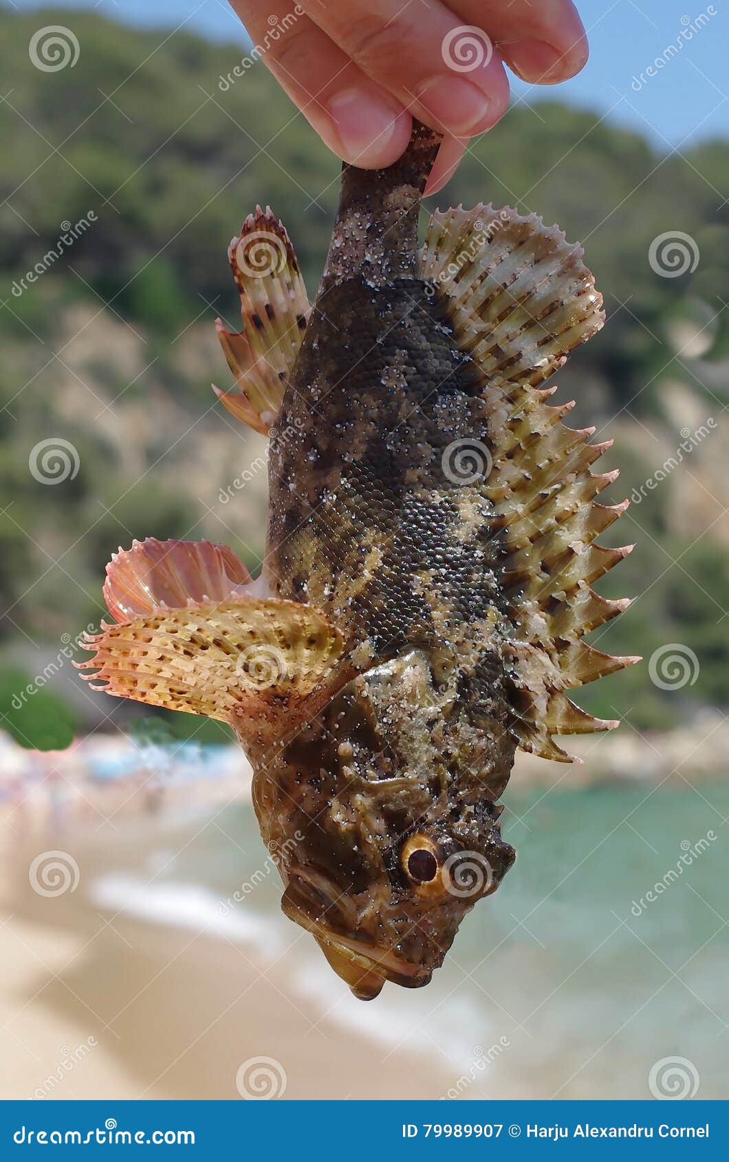 Dangerous fish stock image. Image of dont, biology, released - 79989907