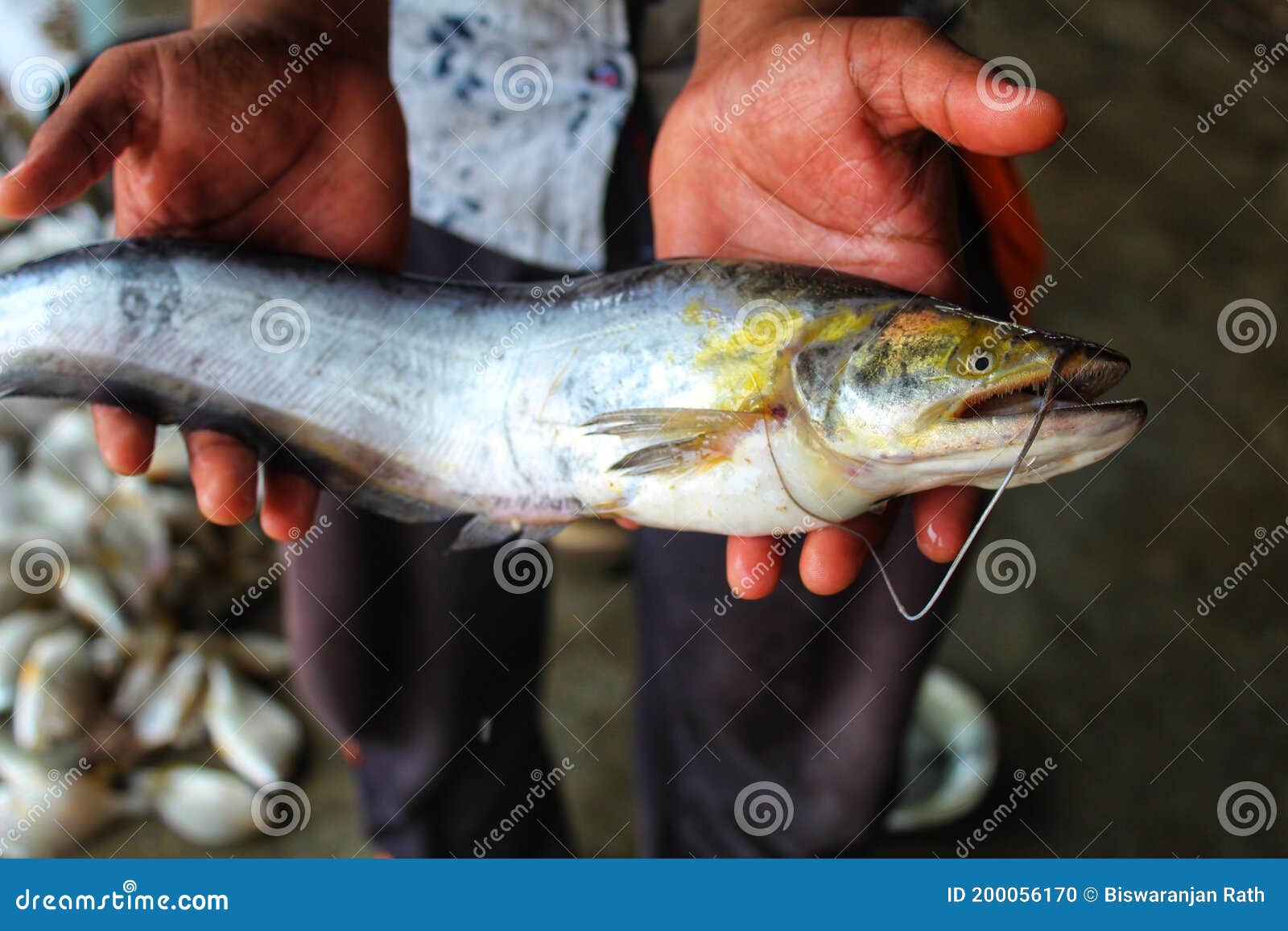 Dangerous Fresh Water Shark Catfish Wallago Attu Catfish in Hand Stock ...