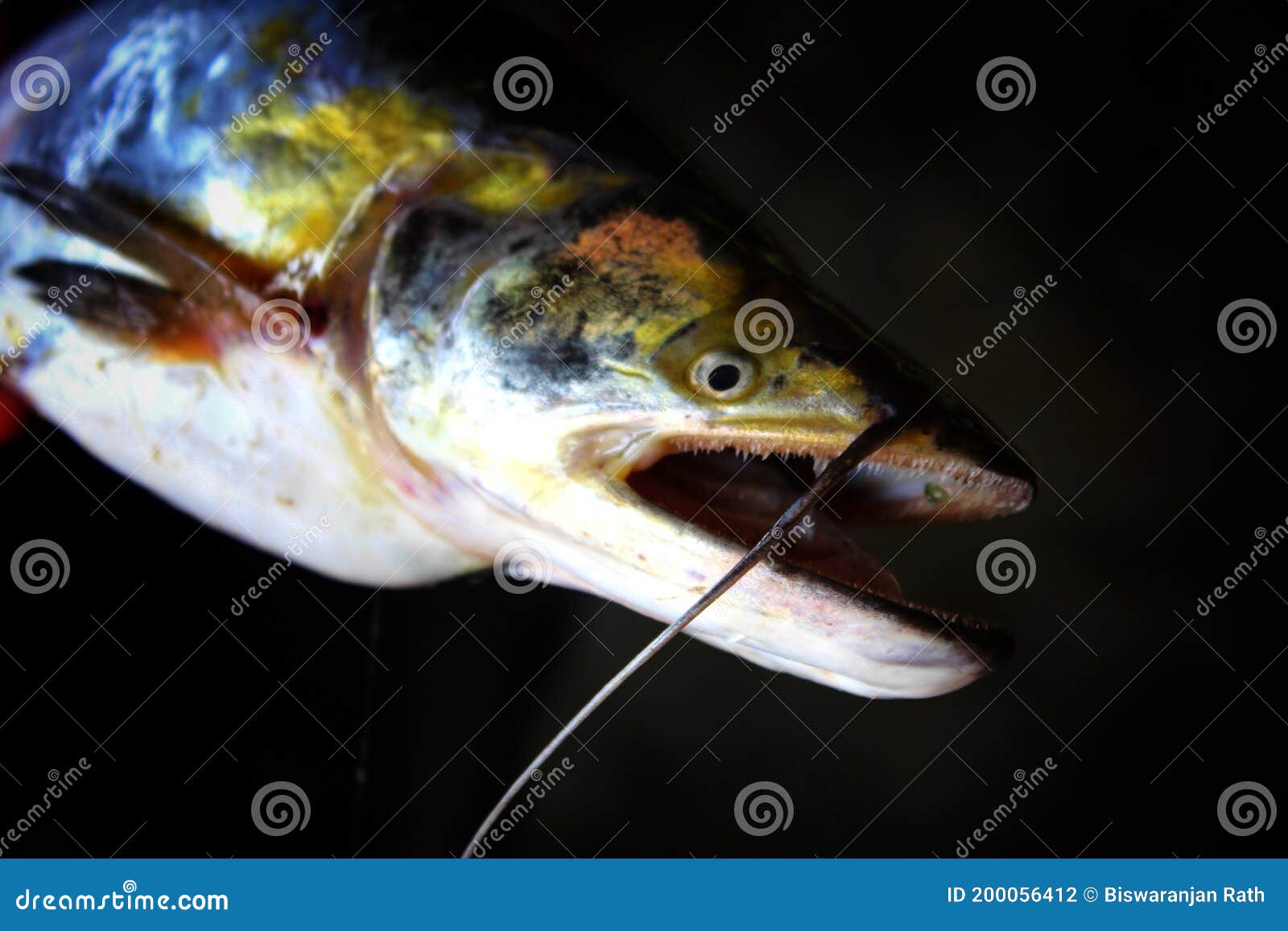 Wallago Attu Freshwater Shark Catfish With Sharp Teeth River Monster ...