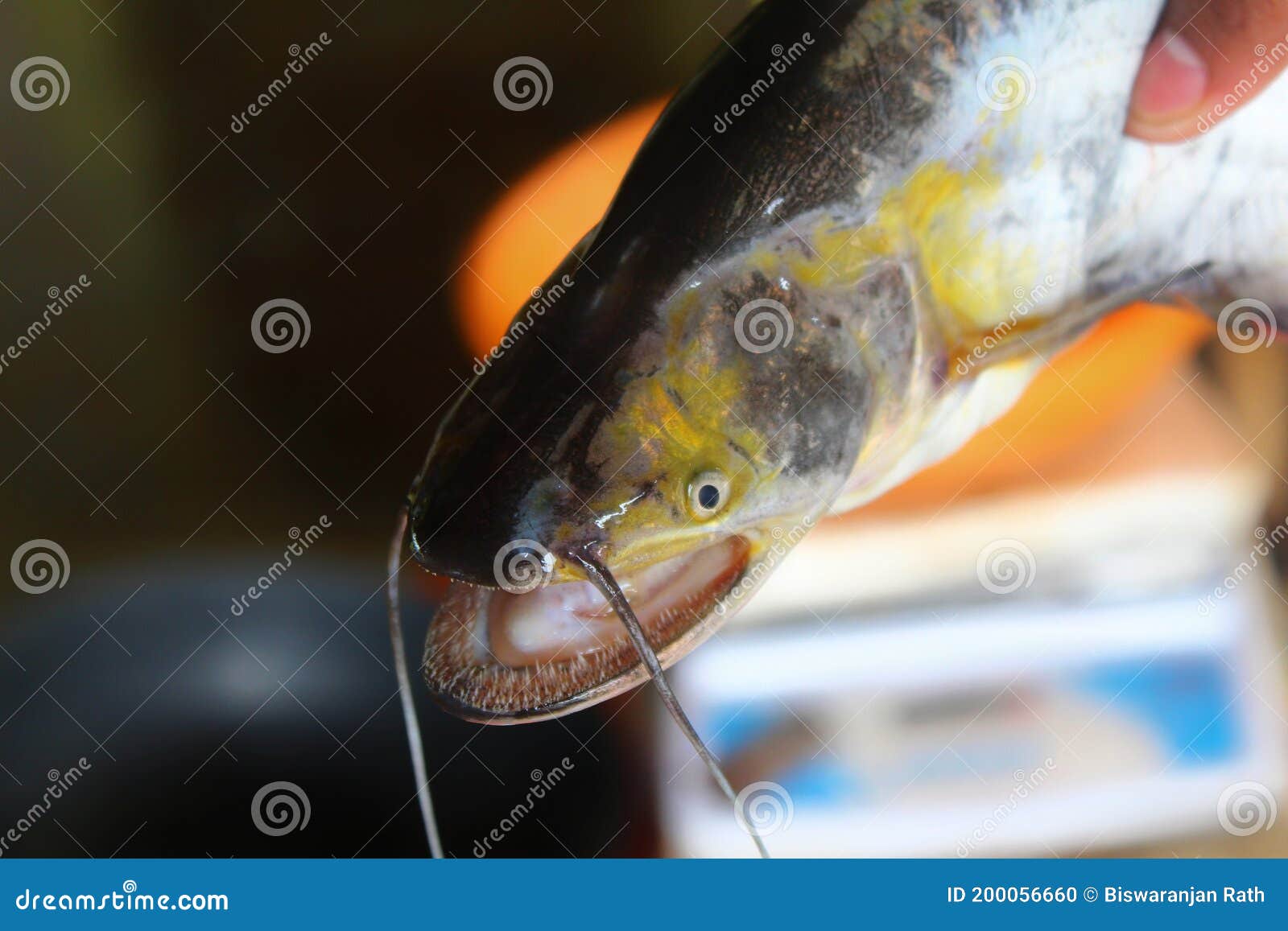 Dangerous Fresh Water Shark Catfish Wallago Attu Catfish in Hand Stock ...